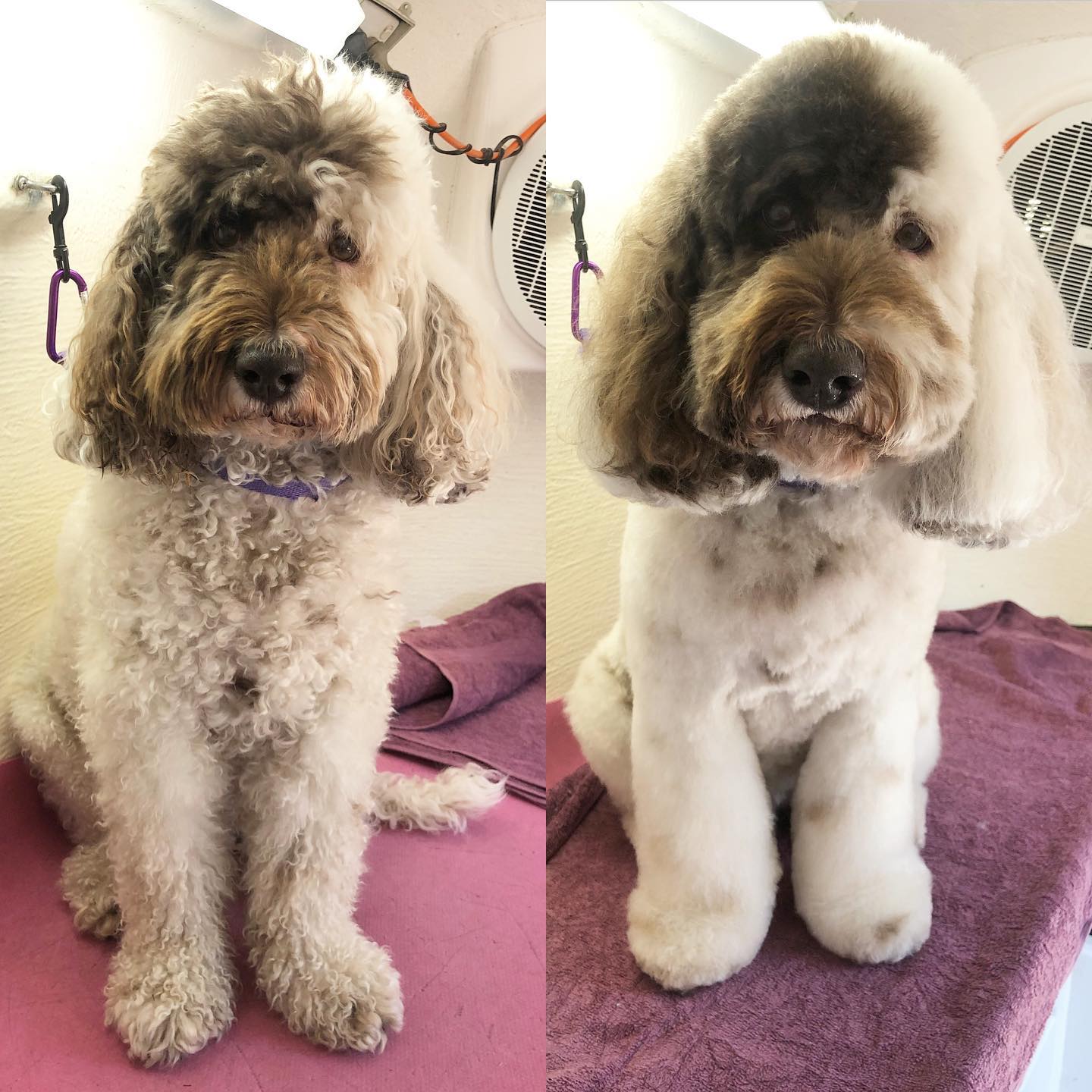 Spring Grooming Tips for a Happy Dog - Blue Wheelers